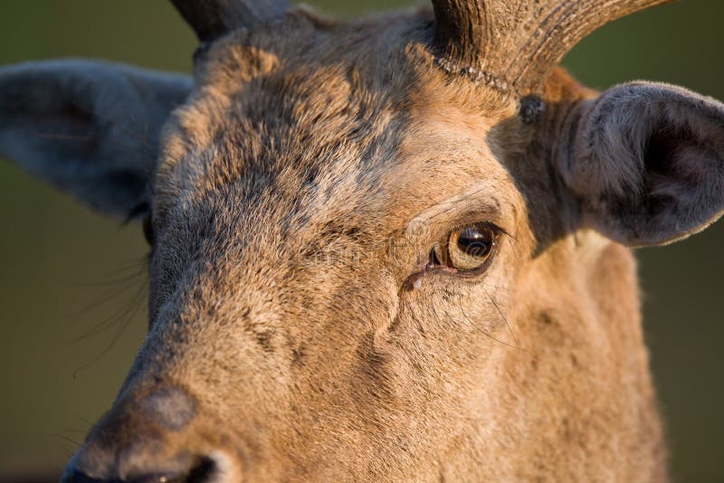 Fallow deer eyes stock photo. Image of horned, portrait - 52754764