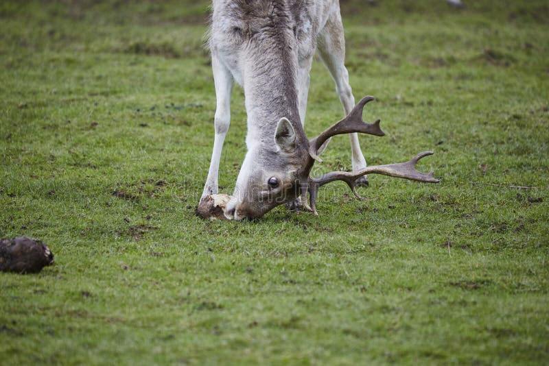 Fallow deer stock image. Image of male, wildlife, herbivorous - 125447191