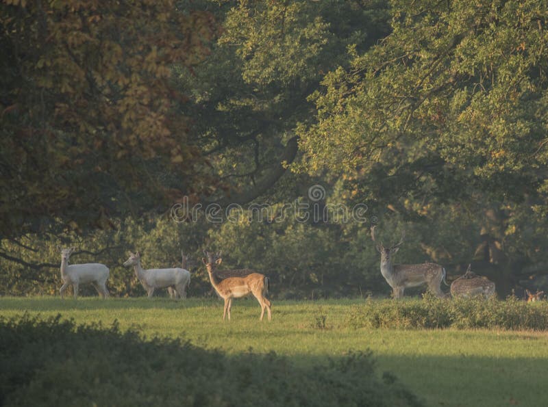 Deer under a tree stock photo. Image of grass, savanna - 99353060