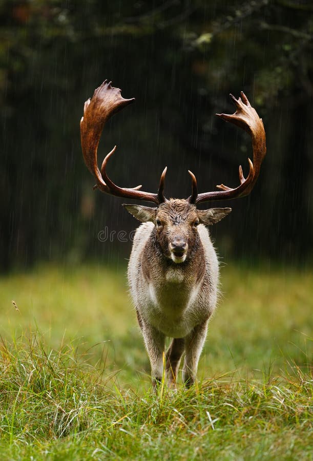 Fallow Deer stock photo. Image of wildlife, countryside - 35335916