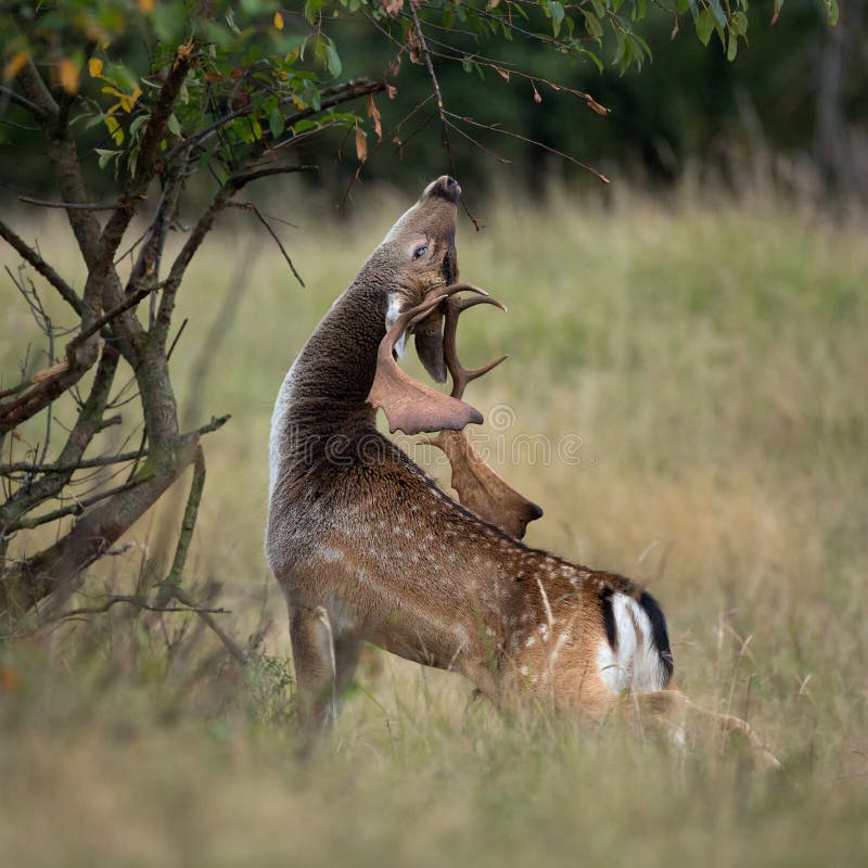 Fallow Deer stock photo. Image of breath, wildlife, large - 35335858