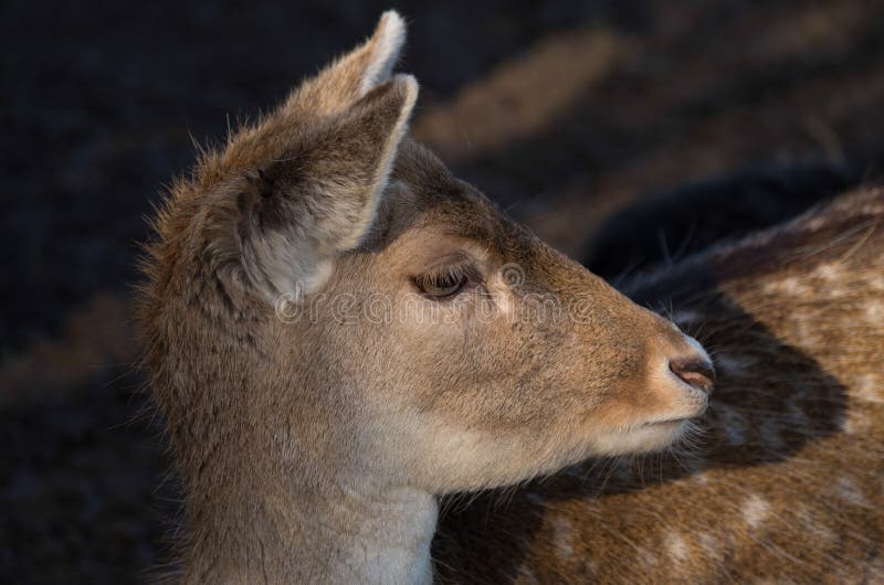 A Famale Doe of Fallow Deer Suckling One Young Fawn in Sweden Stock ...