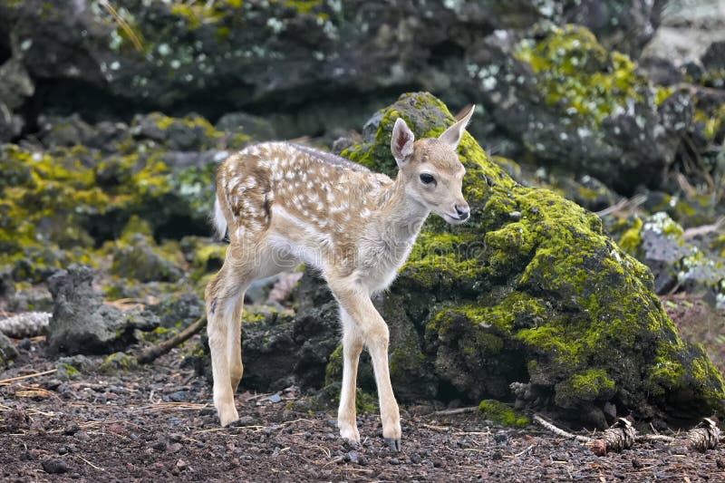 Fallow Deer Fawn ,dama Dama, in the Forest Stock Photo - Image of ...