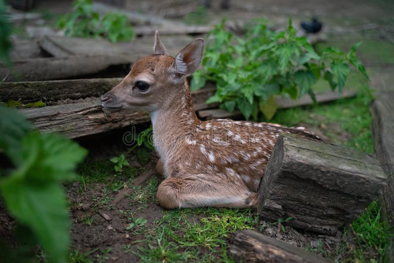 Fallow Deer Fawn Hidden in the Nature Stock Photo - Image of lying ...