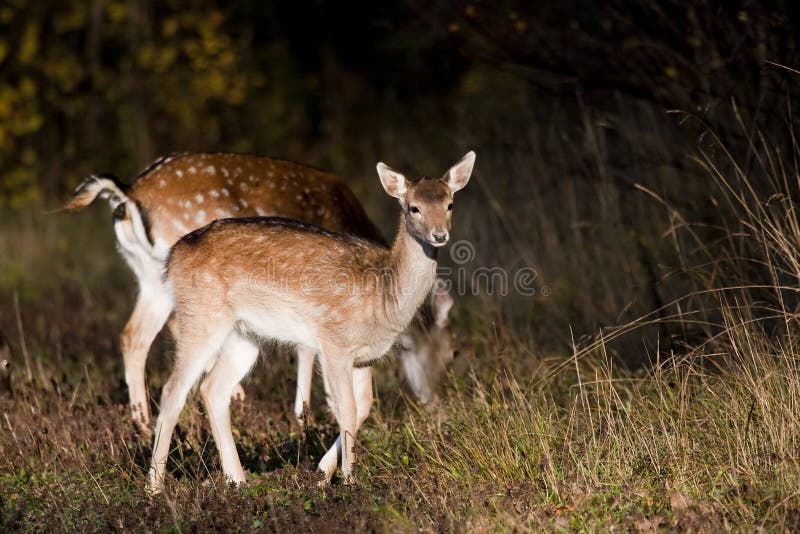 Fallow deer stock image. Image of mother, youngster, calf - 49776285