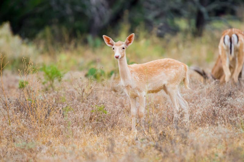 Fallow Deer Fawn stock image. Image of fawn, spots, graze - 60392859