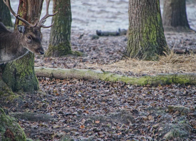 Fallow Deer Feeding in the Forest in Fall Stock Image - Image of ...