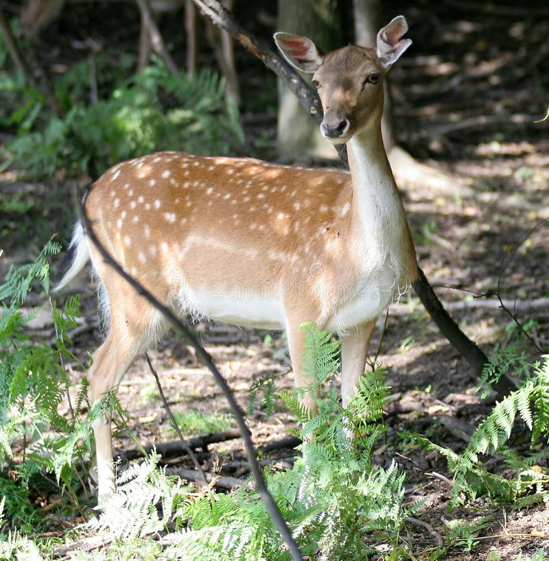 Fallow deer - female stock photo. Image of symbol, deer - 1712532