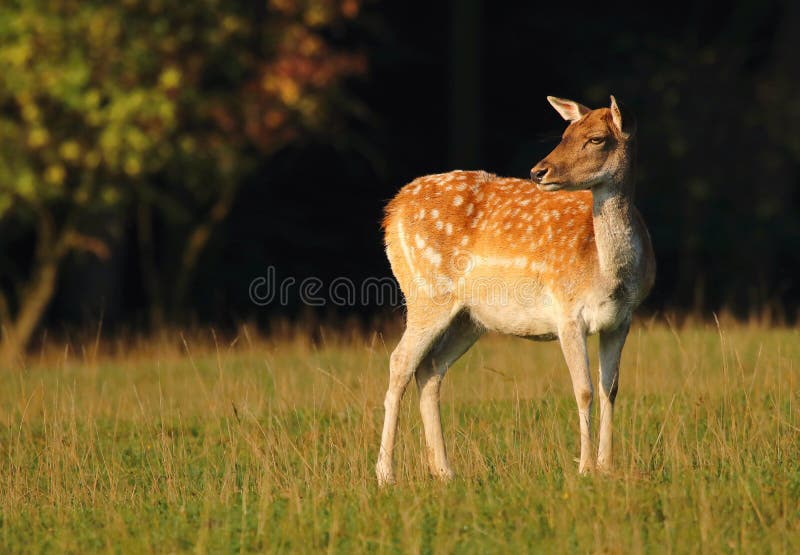 Fallow deer - female stock photo. Image of east, brown - 1712532