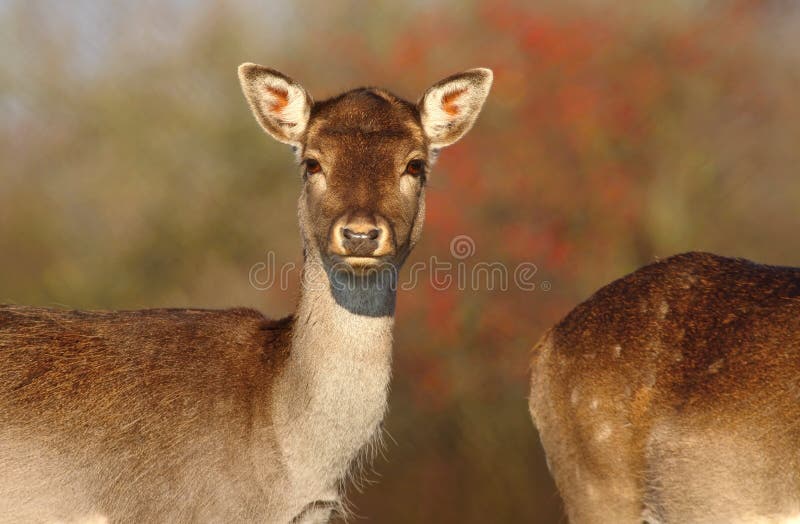 Deer Female Portrait Close-up Black and White Photography Stock Image ...