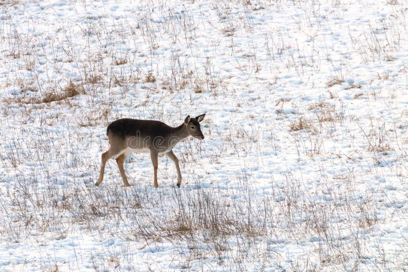 Fallow Deer Female Snow Winter Dama Dama Stock Image - Image of nature ...