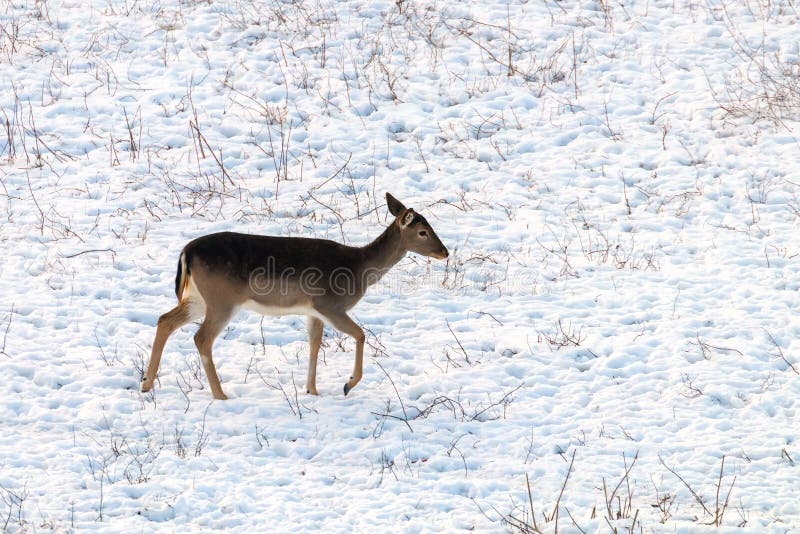 Fallow Deer Female Snow Winter Dama Dama Stock Image - Image of meadow ...
