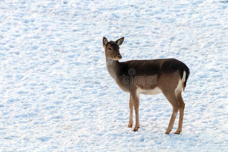 Fallow Deer Female Snow Winter Dama Dama Stock Image - Image of ...