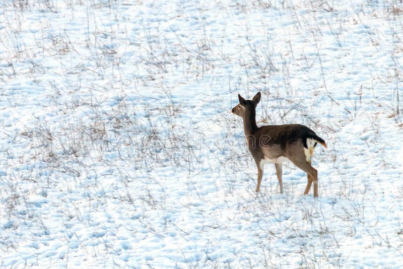 Fallow Deer Female Snow Winter Dama Dama Stock Photo - Image of ...