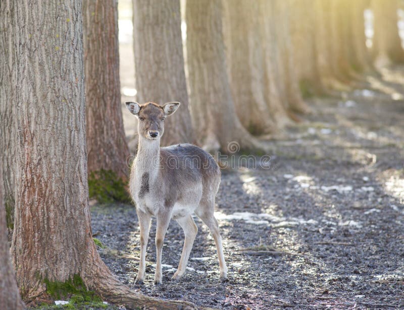 Baby Deer in Snow Fall Looking at Camera Stock Photo - Image of baby ...