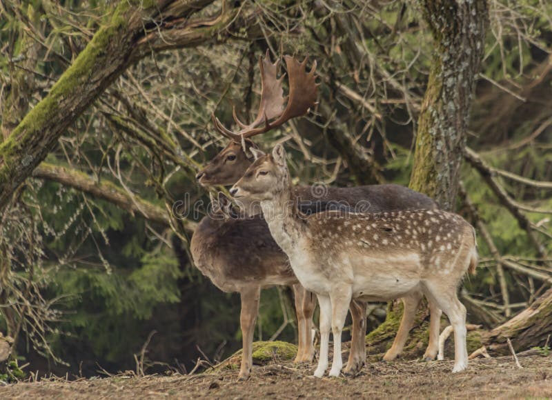 Fallow Deer in Fence with Trees in Krusne Mountains in Spring Day Stock ...