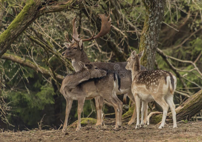 Fallow Deer in Fence with Trees in Krusne Mountains in Spring Day Stock ...