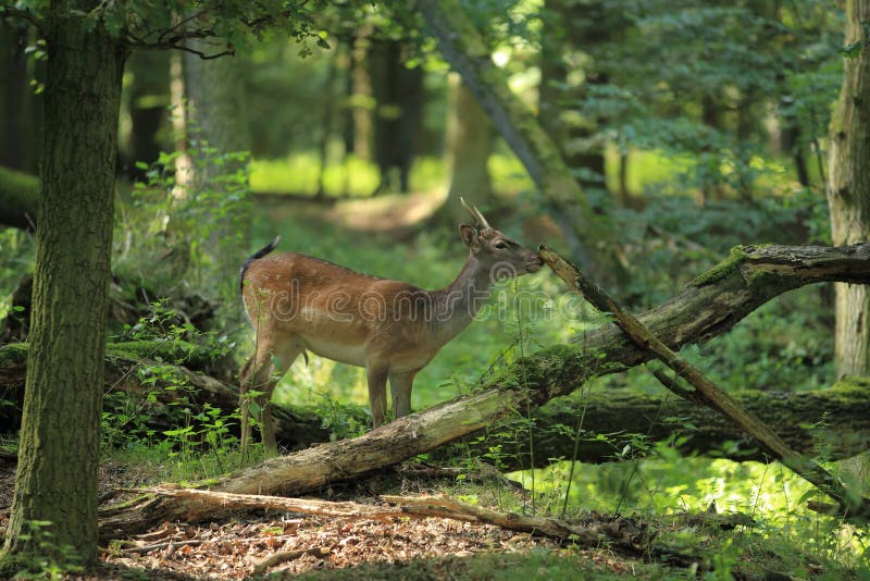 Fallow deer stock image. Image of nature, attire, tree - 44268589