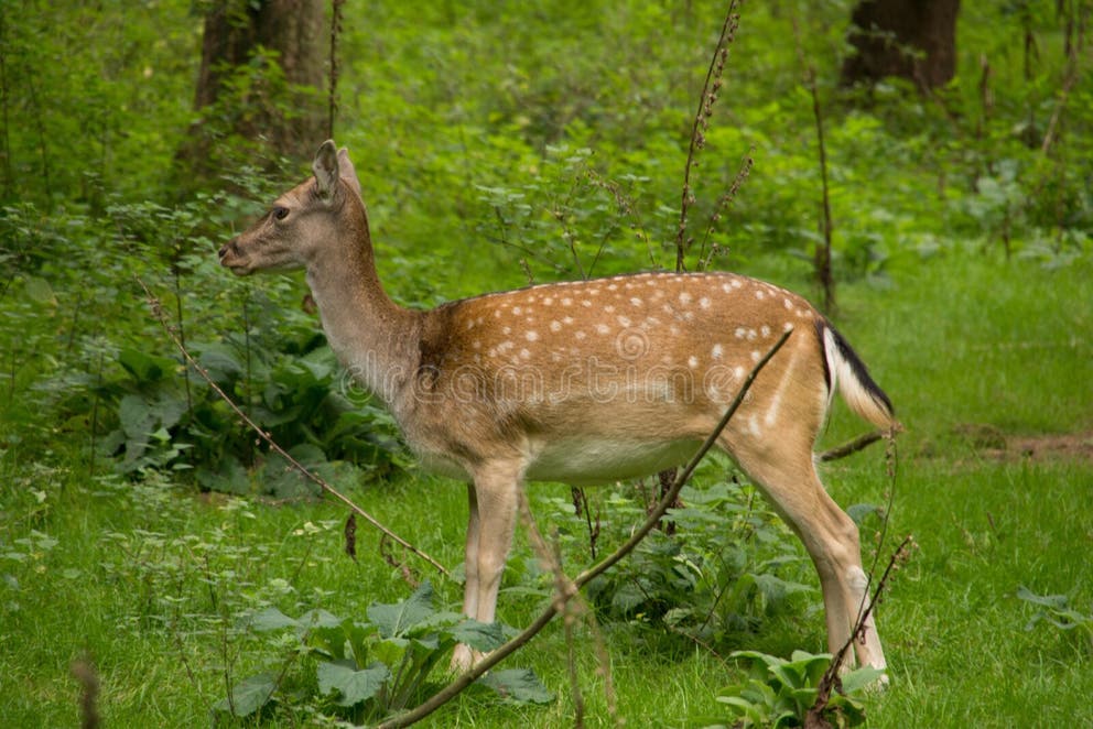 Fallow deer stock photo. Image of game, ears, spots, field - 49846590