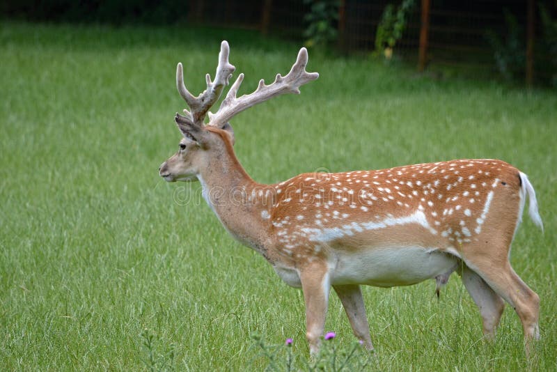 Fallow deer stock image. Image of fallow, forest, hunter - 78390631