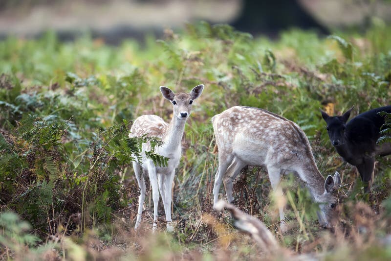 A Fallow Deer in the Forest Bracken Stock Image - Image of fallow ...