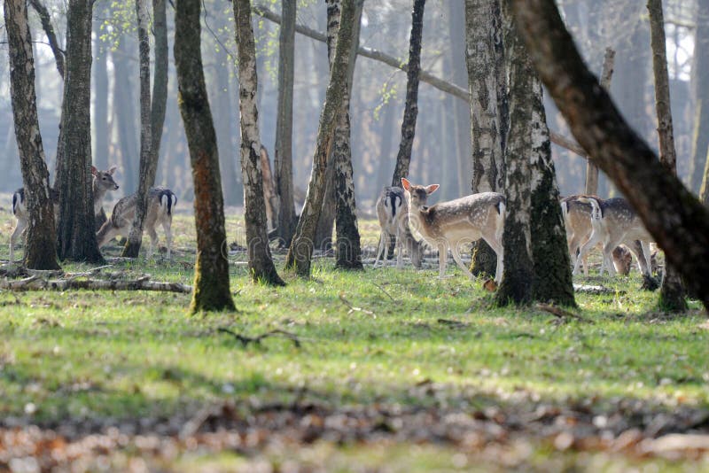 Fallow deer in forest stock photo. Image of nature, rambouillet - 94977368