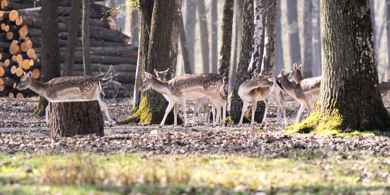 Fallow deer in forest stock photo. Image of hunt, beautiful - 94977422