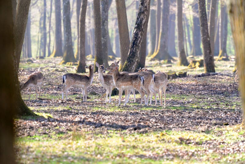 Fallow deer in forest stock image. Image of portrait - 94977623