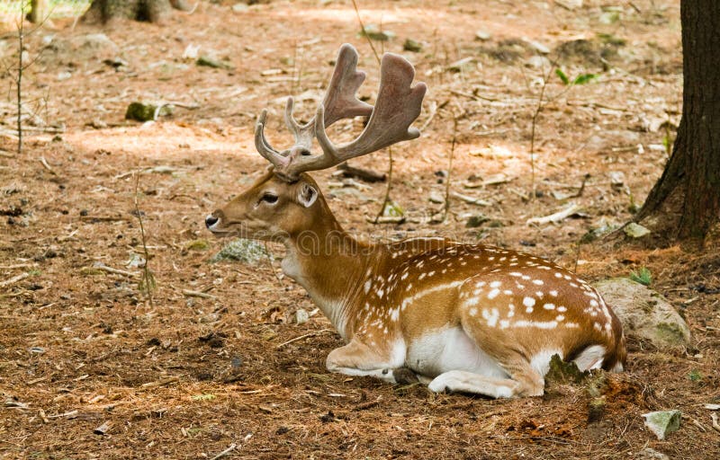 Fallow deer in forest stock image. Image of nature, mammals - 30047097