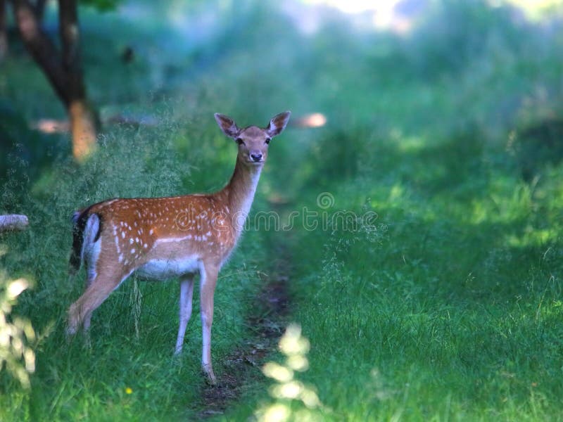 Deer Path stock photo. Image of animal, deer, autumn - 22404704