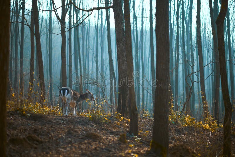 Fallow deer in the forest stock image. Image of outdoor - 132665931