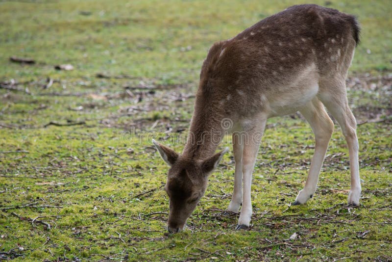 Fallow Deer Forest Spring Brown Grass Tree Leaves Stock Photo - Image ...