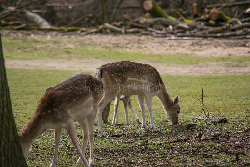 Fallow Deer Forest Spring Brown Grass Tree Leaves Stock Image - Image ...