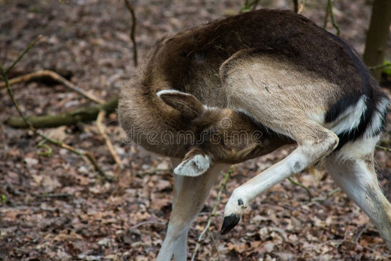 Fallow Deer Forest Spring Brown Grass Tree Leaves Stock Photo - Image ...