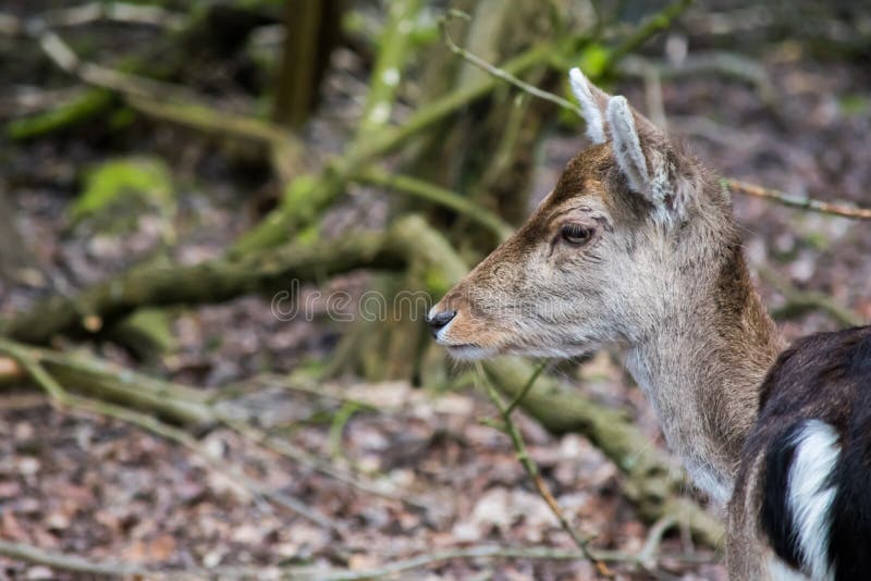 Fallow Deer Forest Spring Brown Grass Tree Leaves Stock Image - Image ...