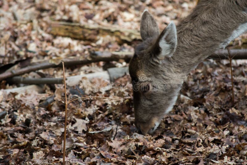 Fallow Deer Forest Spring Brown Grass Tree Leaves Stock Image - Image ...
