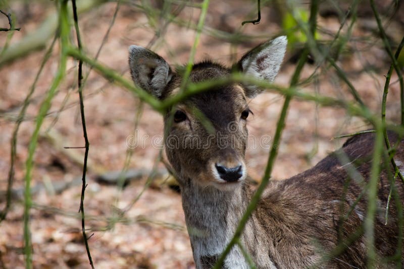 Fallow Deer Forest Spring Brown Grass Tree Leaves Stock Image - Image ...