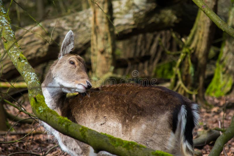 Fallow Deer Forest Spring Brown Grass Tree Leaves Stock Photo - Image ...