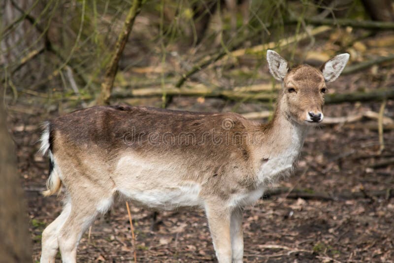 Fallow Deer Forest Spring Brown Grass Tree Leaves Stock Image - Image ...