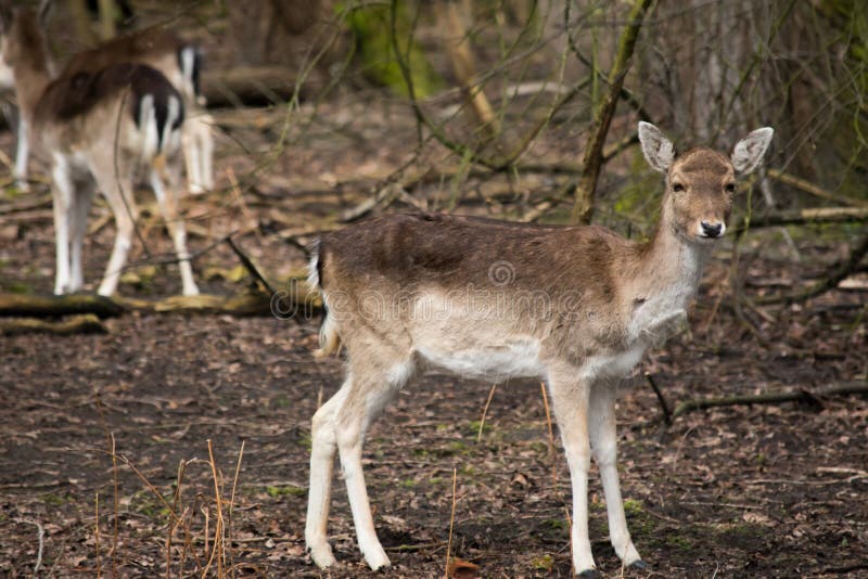 Fallow Deer Forest Spring Brown Grass Tree Leaves Stock Photo - Image ...