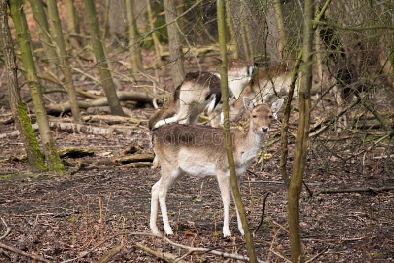 Fallow Deer Forest Spring Brown Grass Tree Leaves Stock Photo - Image ...