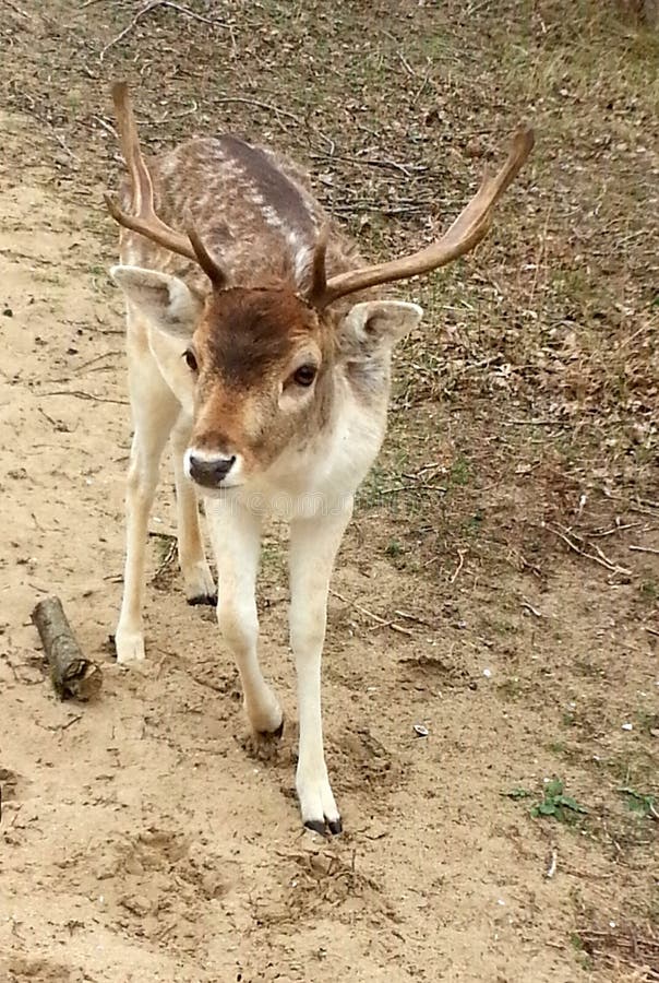 Fallow deer in the forest stock image. Image of habitat - 80019773
