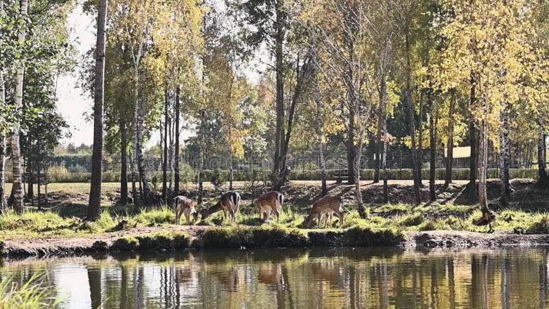 Fallow Deer Gather during Breeding Season, Displaying Instinct-driven ...