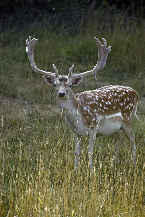Fallow deer in grass stock image. Image of wildlife, fallow - 3917867