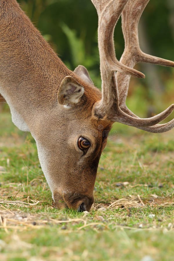 Closeup of Fallow Deer Face Stock Image - Image of mammal, male: 45170605