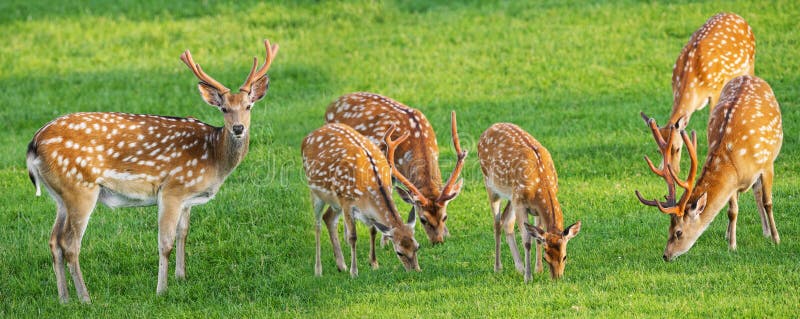 Fallow deer stock image. Image of spring, grass, meadow - 66675513