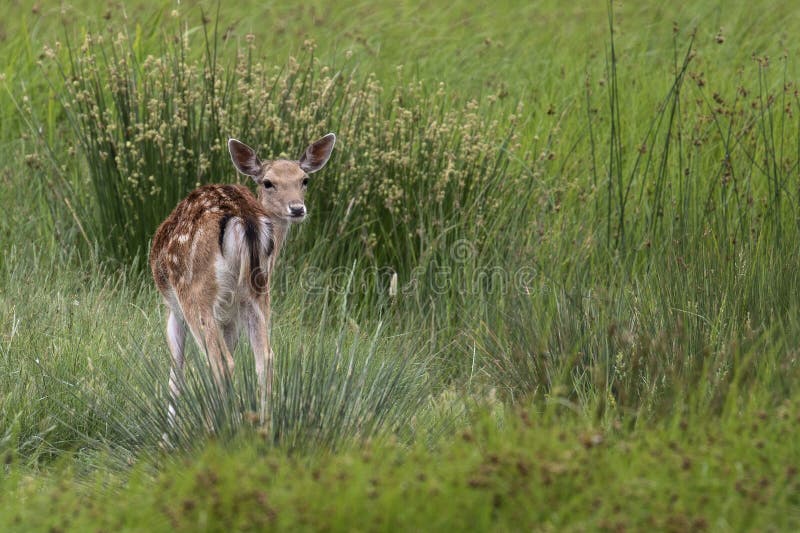Fallow Deer, among the Green Grass Stock Photo - Image of wildlife ...