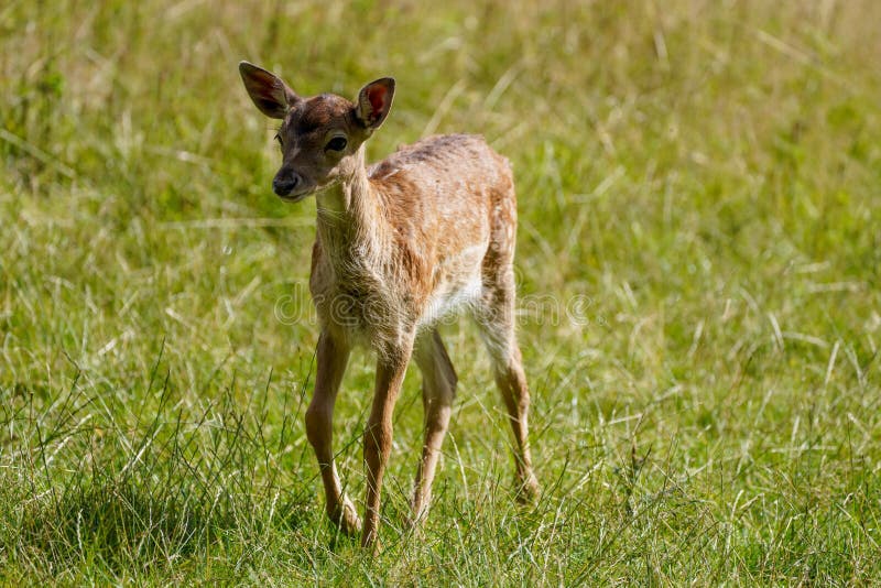 Fallow Deer on a Green Meadow Stock Photo - Image of nature, animal ...