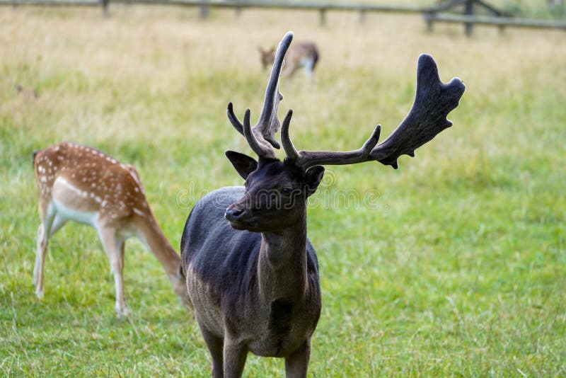 Fallow Deer on a Green Meadow Stock Photo - Image of wild, horns: 264474136