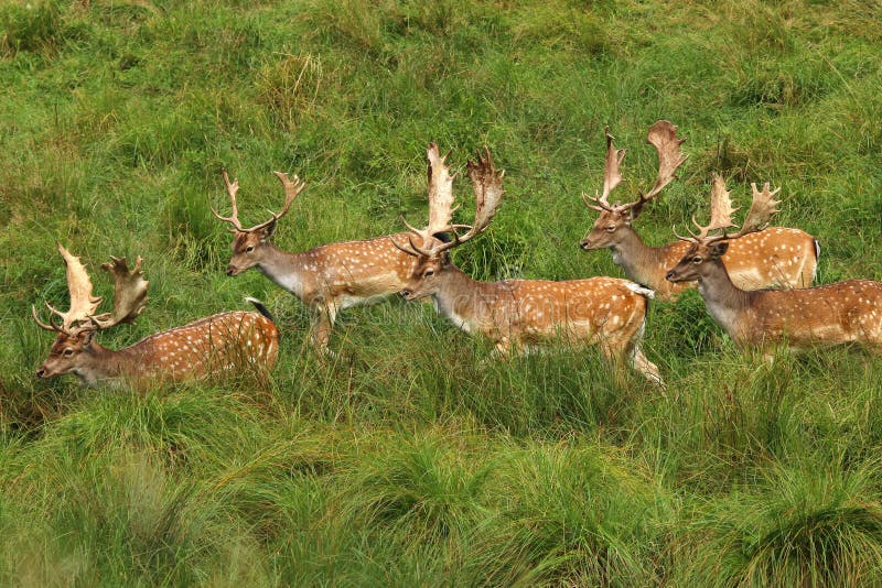 Tractor Spraying Pesticide Near Houses Stock Photo - Image of pest ...